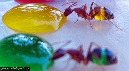 Perut Semut Ini Berwarna Warni - Gaban Comel