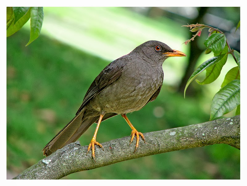 AVES DE LA SABANA: MIRLA PATINARAN-JA
