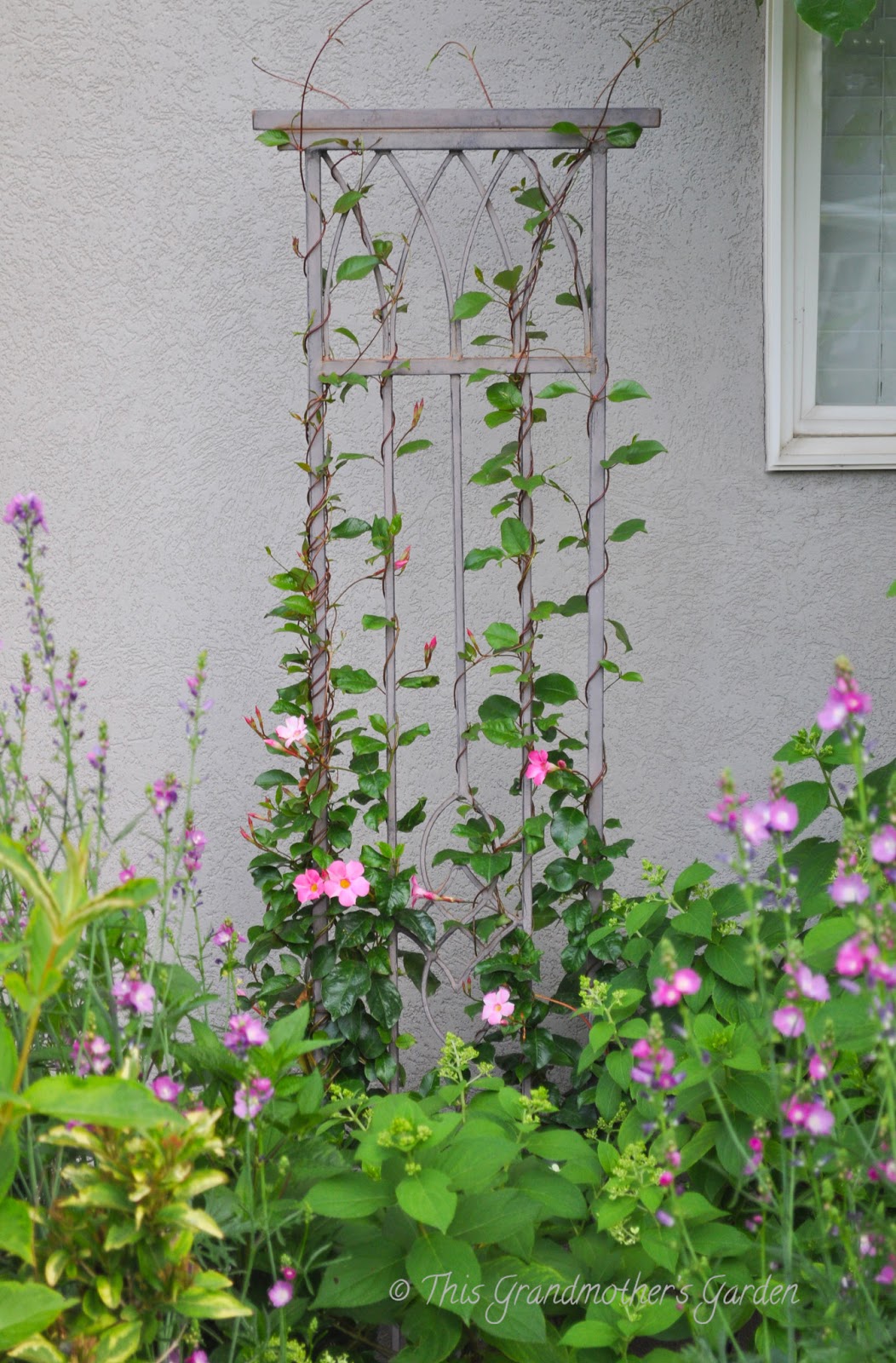 This Grandmother's Garden: We're Blooming!