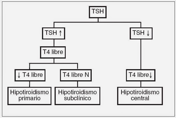 HIPOTIREOIDISMO CENTRAL PODE LEVAR CRIANÇA,JUVENIL-INSUFICIÊNCIA ...