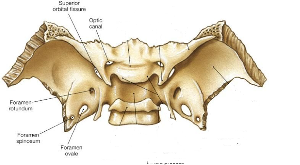 easyhumanatomy: Sphenoid: easy and brief discussion