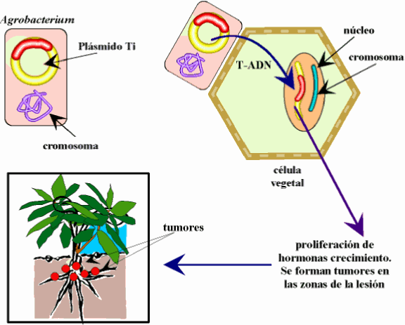 ALIMENTOS TRANSGÉNICOS, COSECHAS MÁS PRODUCTIVAS: Producción de OGM