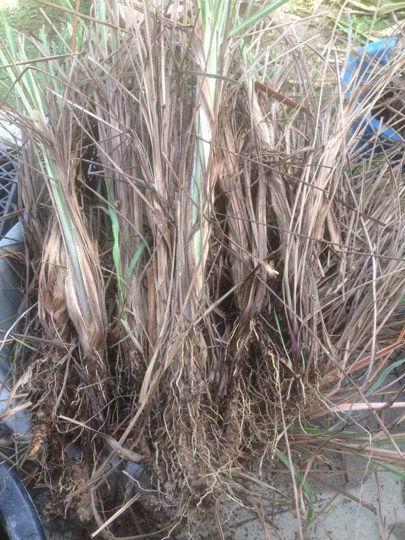 Jom Tanam Sayur ( JTS ) : Kemas Rumpun SeraiJom Tanam Sayur (JTS ...