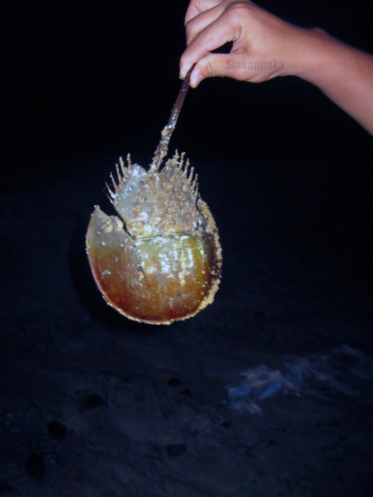 Belangkas | Siakappaka