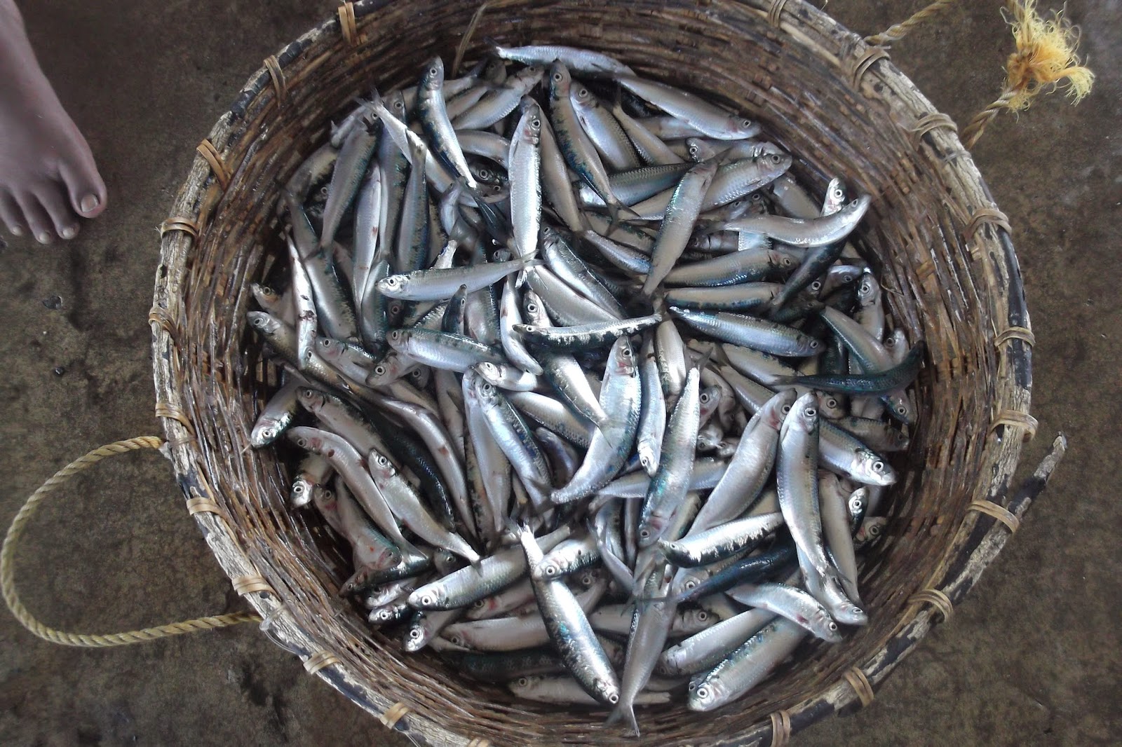 NEGOMBO SEAFOODS: HURULLA