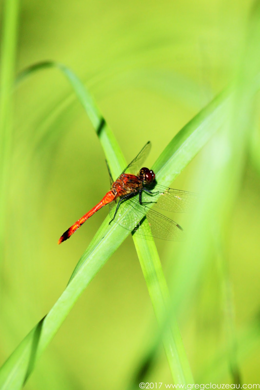 Des libellules rouges sang à Fontainebleau ~ FontaineBleau Passion