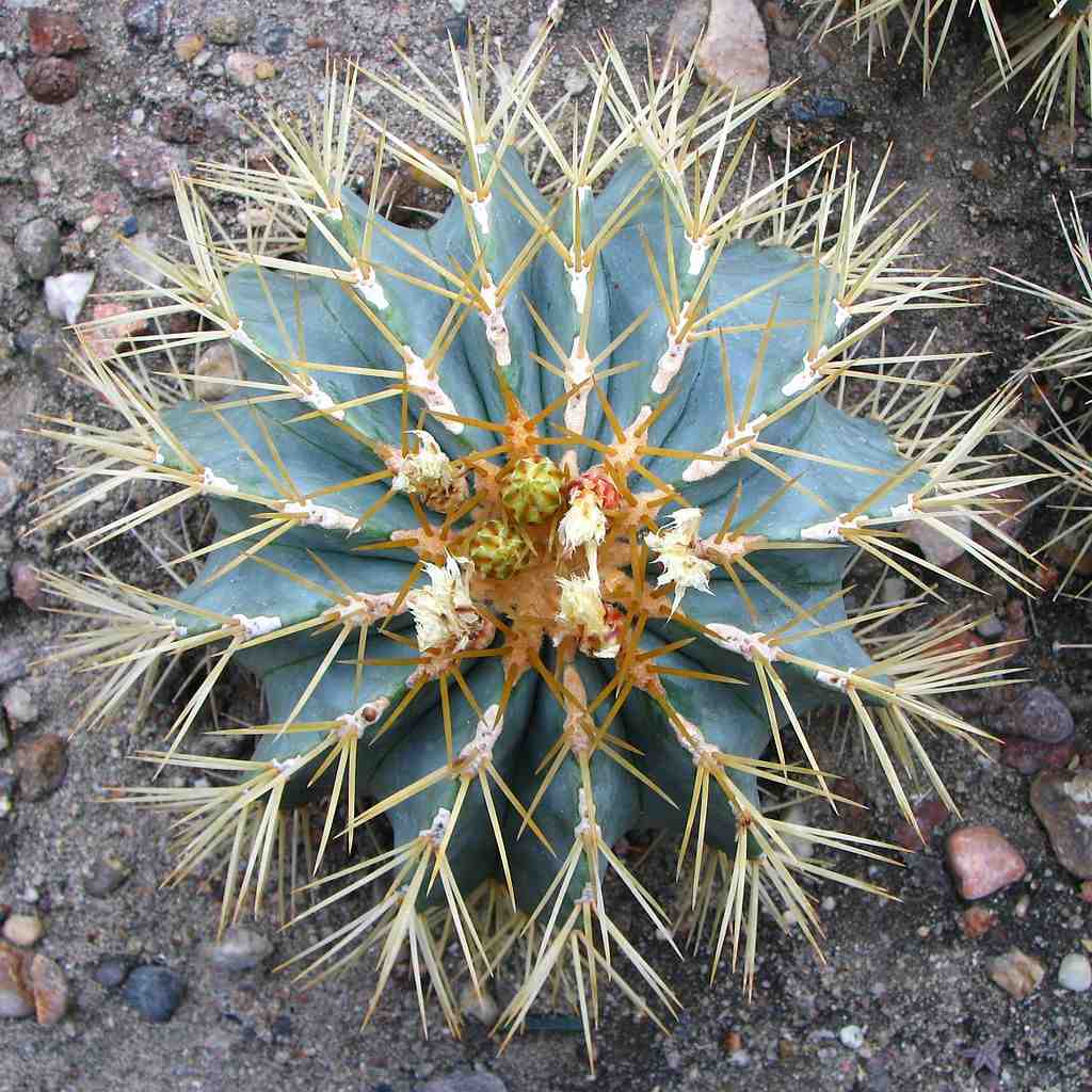 PlantWerkz: Blue Barrel Cactus - Ferocactus Glaucescens