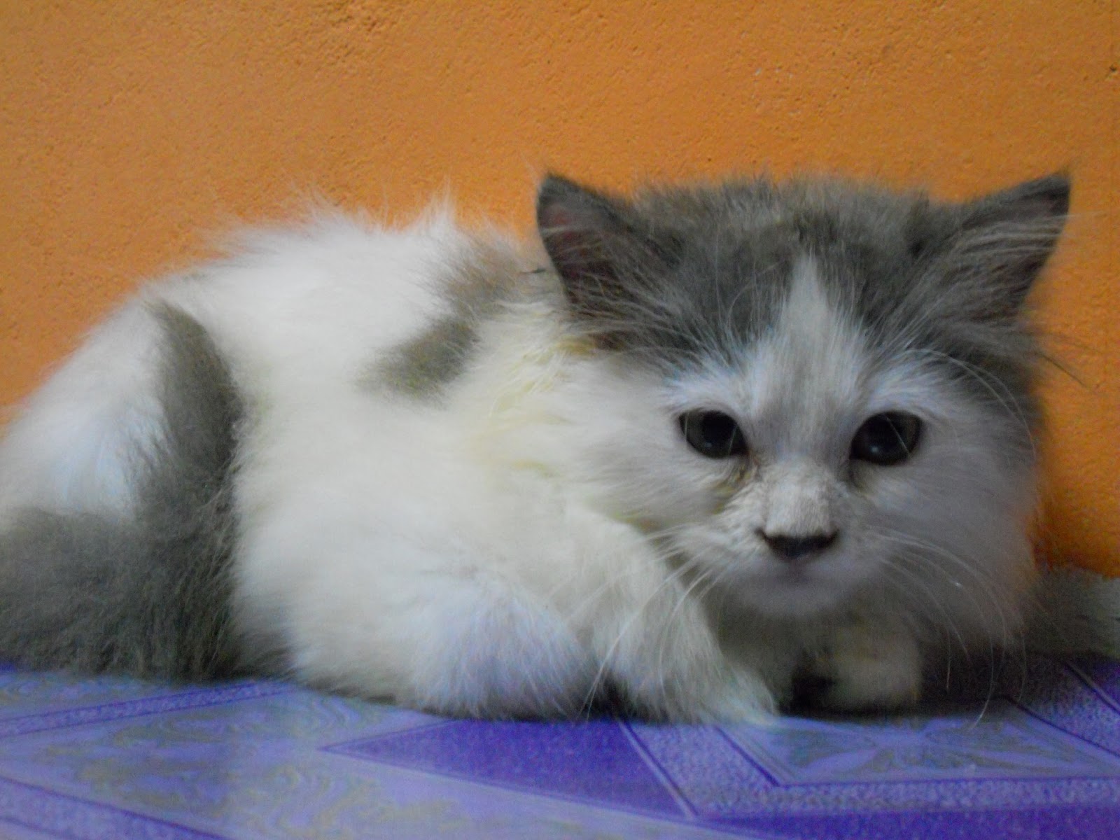 KUCING SI COMEL (under construction)