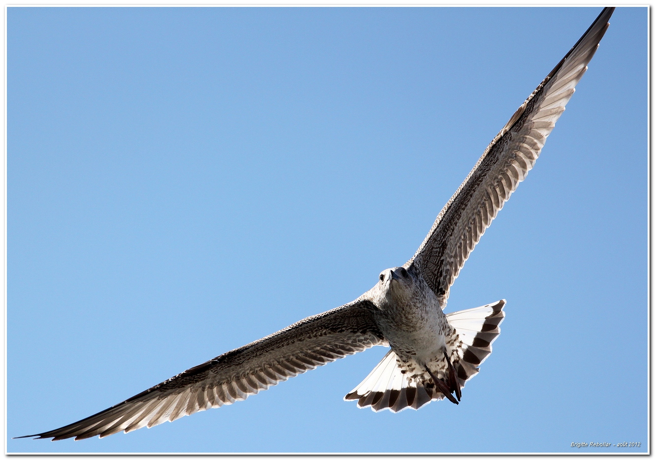De Moi à Vous: Goélands marins