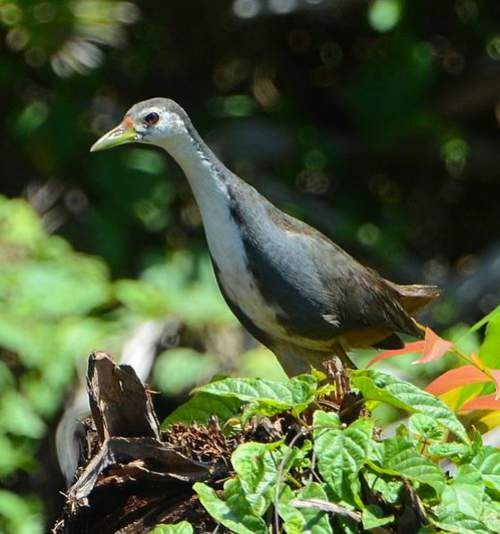 White-breasted waterhen | Birds of India | Bird World