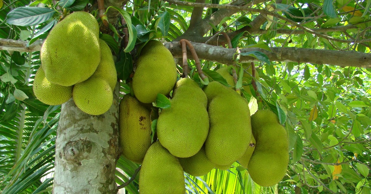 Koromcha | Precious Fruits of Bangladesh | Kamranga