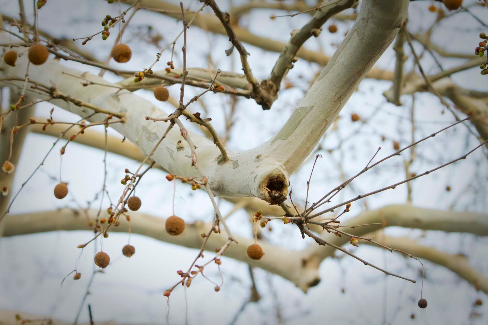 Photo of the Day: Seems like the seems like the American sycamore tree ...