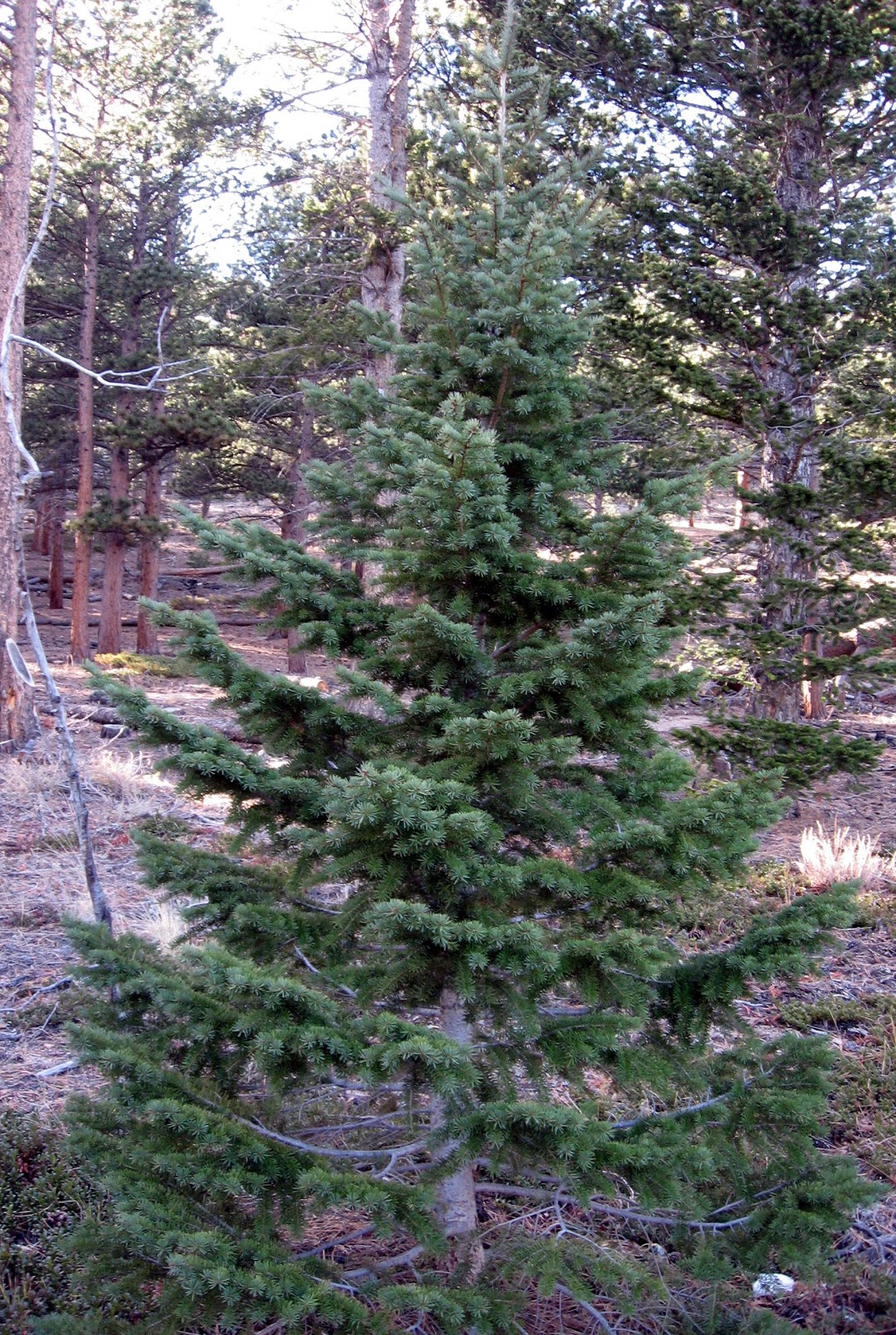 Rocky Mountain Bushcraft: Rocky Mountain Tree Identification: Douglas ...