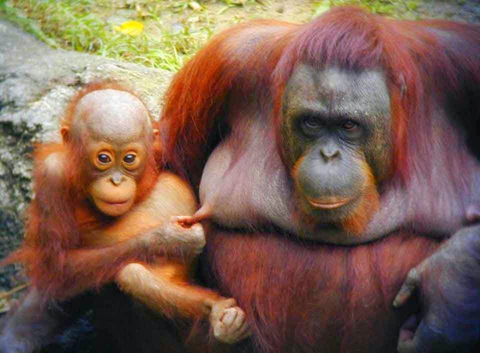 Photography: maymun resimleri