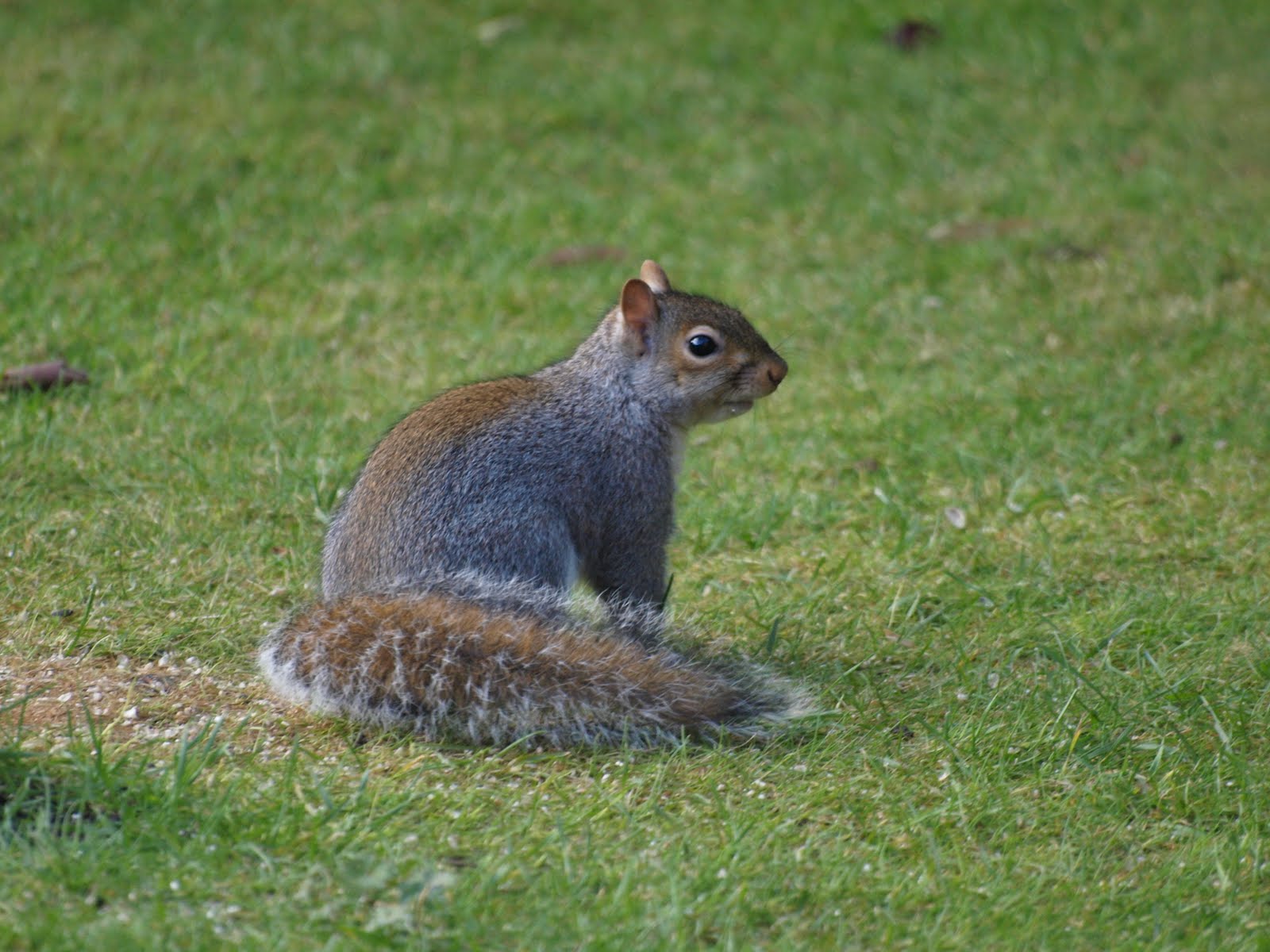 Ragged Robin's Nature Notes: Millennium Wood and Garden Birds