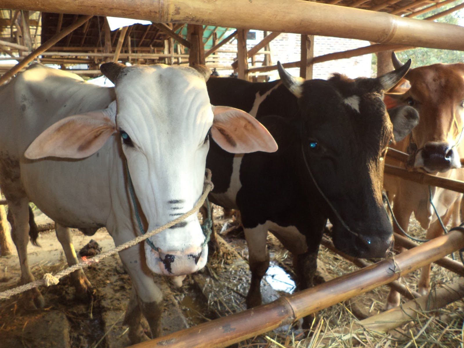 Jual Sapi Qurban Di Bintaro ~ Jual Sapi Kurban