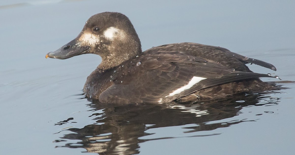 Austin's Birding Blog: 16/12/2018 High Rid Reservoir, Bolton