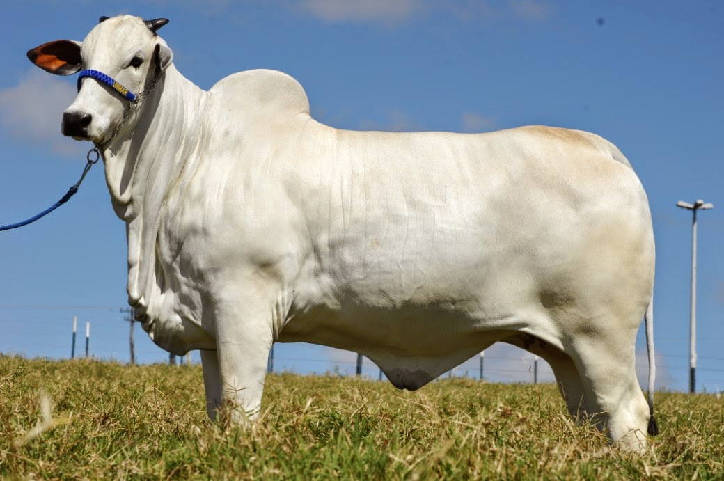 OngoleCow: Ongole Cow