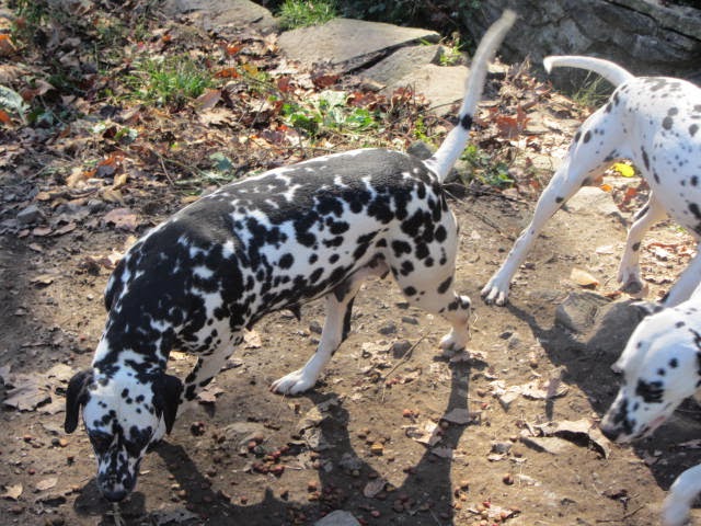 LRG Farm: Goats, Dalmatians, and Pugs.: Upcoming Pug and Dalmatian ...