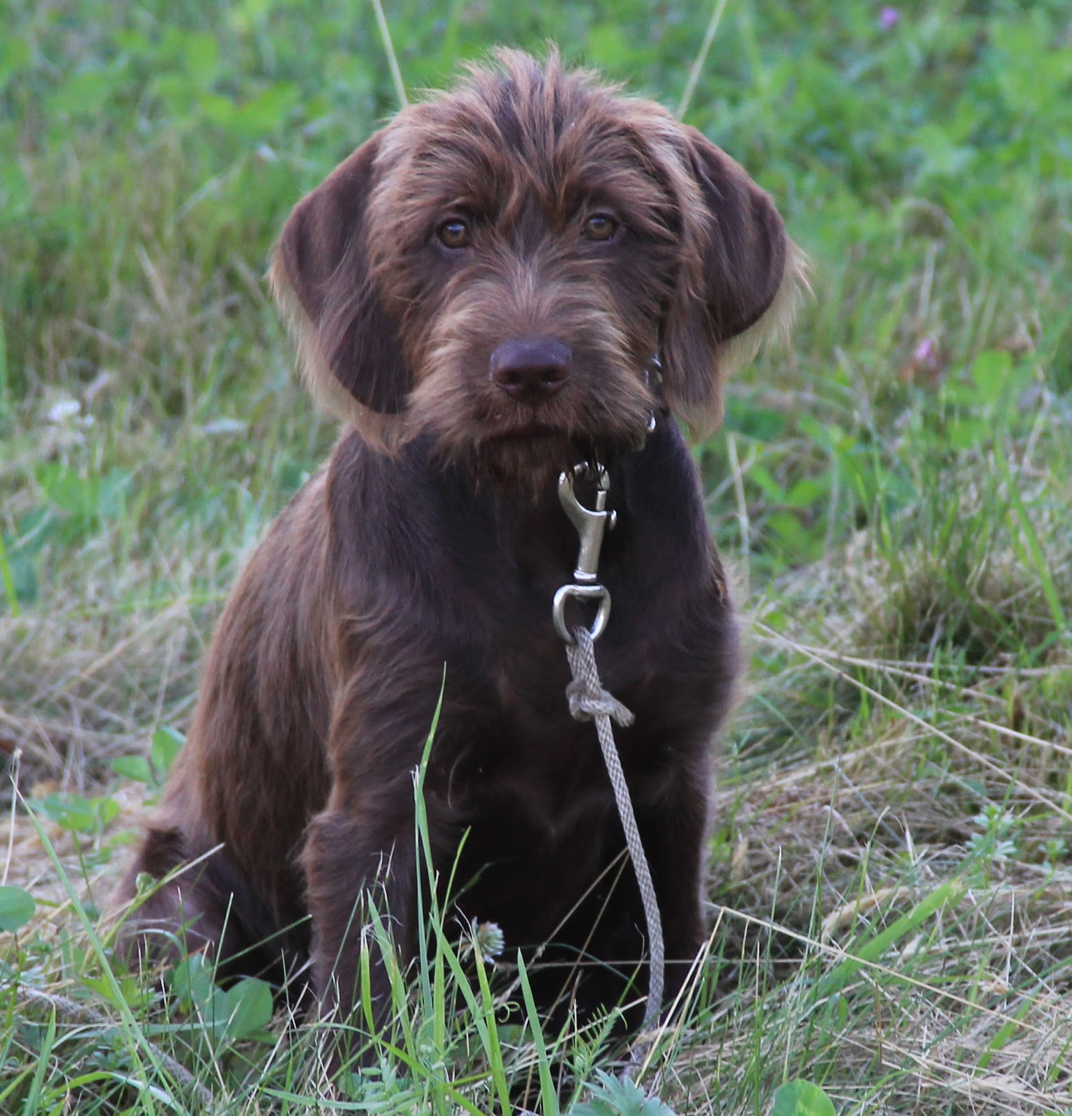 The Pudelpointer Chronicles: NAVHDA - The North American Versatile ...