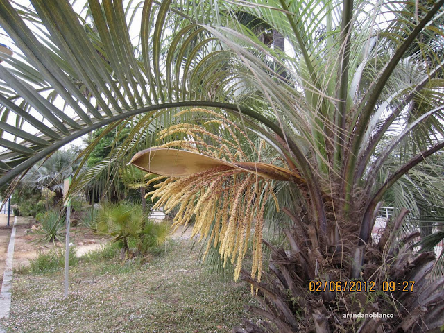 parquealamillo-encinarosa: butia capitata / Cocos capitata / Butia ...
