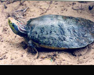 Reptile Research and Conservation Trust Of India: TURTLES OF INDIA