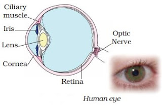Notes of Ch 16 Light| Class 8th Science