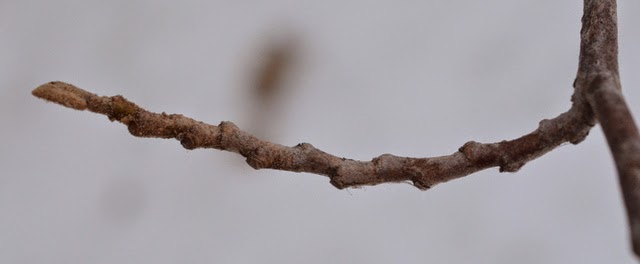 Wild Burlington: Dichotomous key (I) - Branch pattern (phyllotaxis)