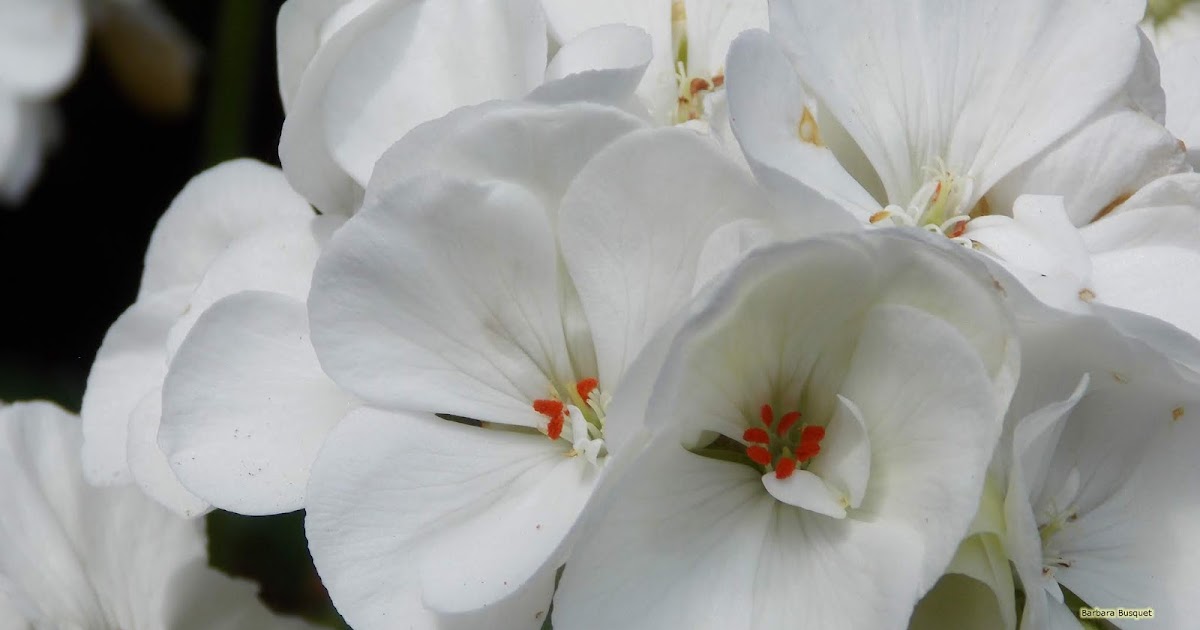 Witte geranium wallpaper | HD Wallpapers