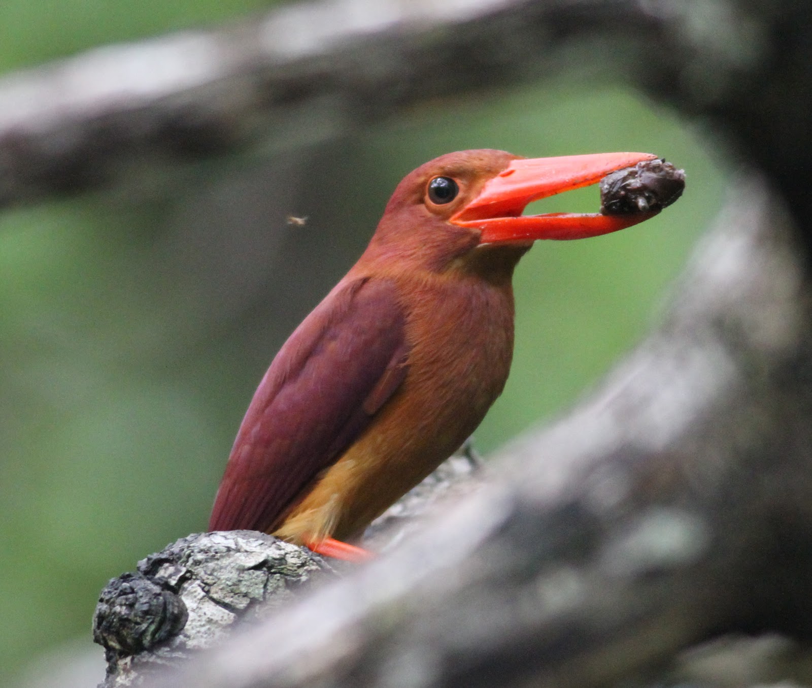 A Birder in The Philippines: Sabang, Palawan - 4th to 7th June
