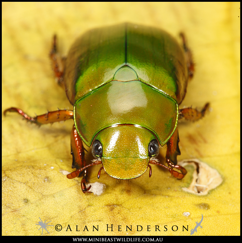 Minibeast Wildlife - Rainforest Encounters: Christmas beetles arrive