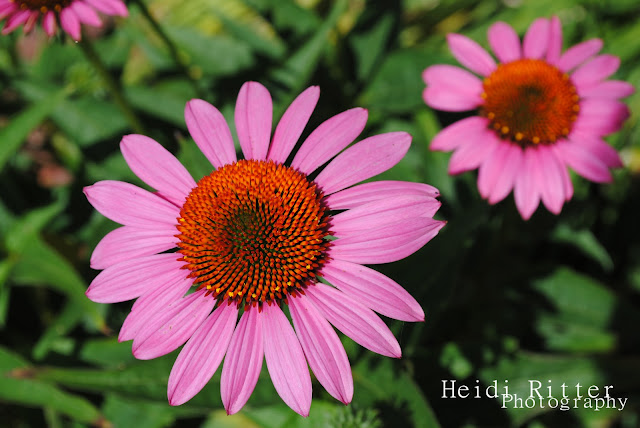 Heidi Ritter Photography