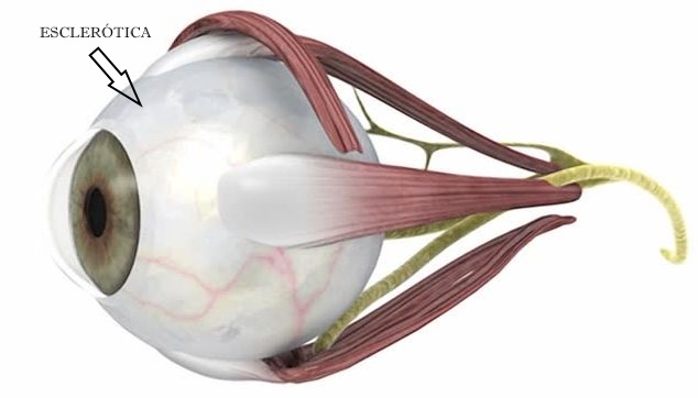 Capas Del Ojo ~ OPTICA BASICA