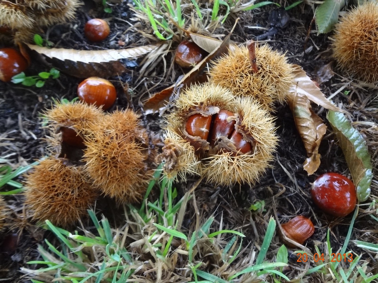 From Our Home: Picking Chestnuts at Pinehaven Farm