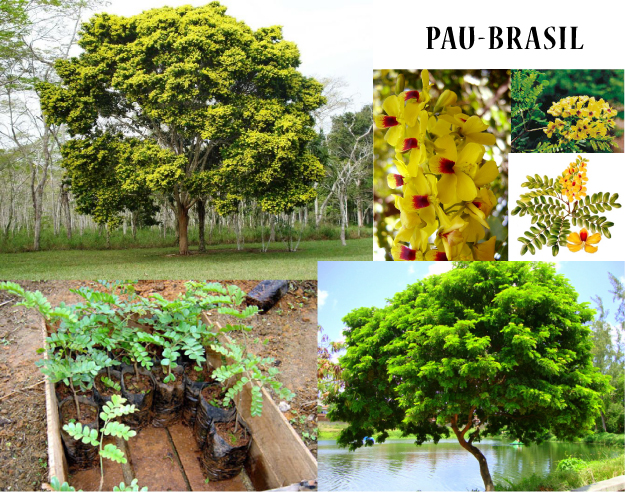 PROFº FERNANDO MELO : 03 DE MAIO - DIA DO PAU-BRASIL