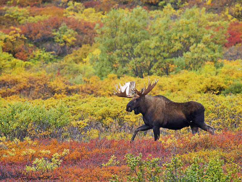 Torbjorn Martinsen: Elg i solnedgang ...