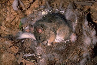 CO-Horts: Pack Rat (woodrat) Issues as Winter Nears