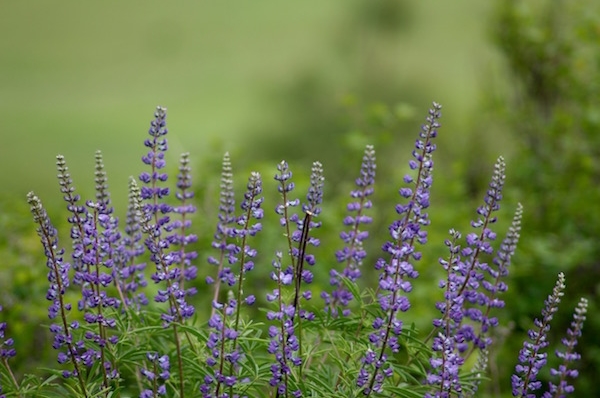 White Wolf : 10 Fascinating Facts About The Wolf Flower