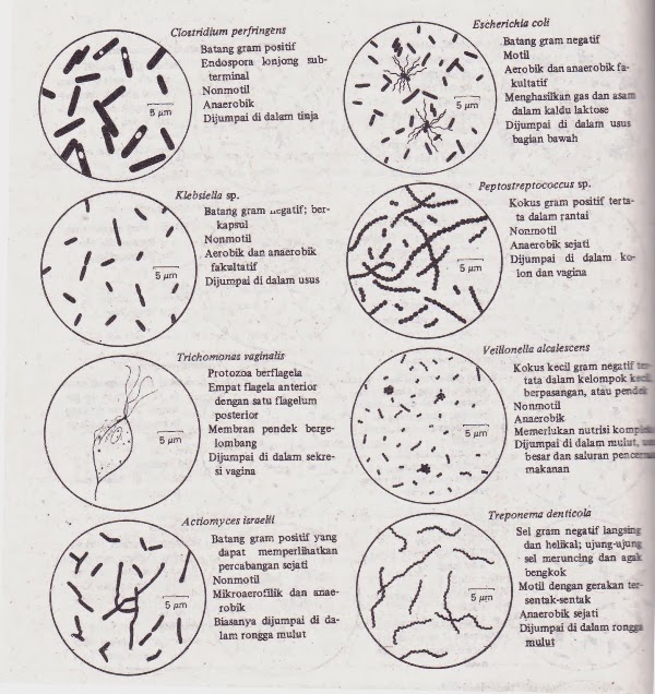 Nadiana Rafika Putri: Praktikum Mikrobiologi Terapan (Flora Normal ...