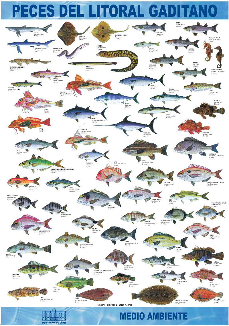 Spinning Costa de la Luz: Especies de peces en la Costa de la Luz