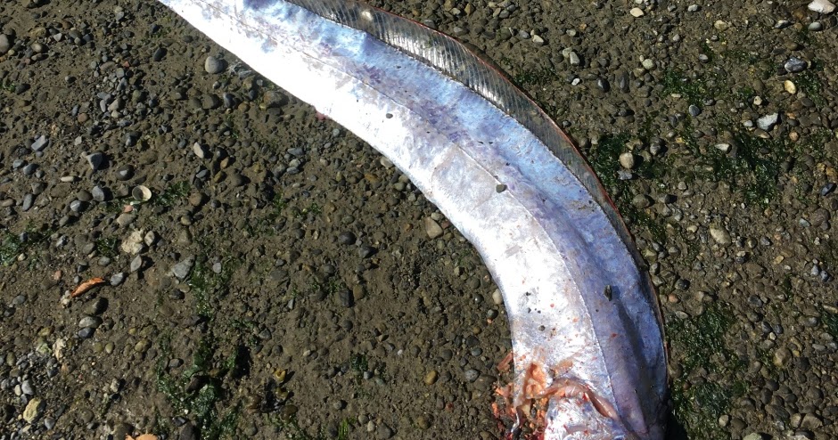 Salish Sea News and Weather: 9/25 King-of-the-salmon, net pens, Ross ...