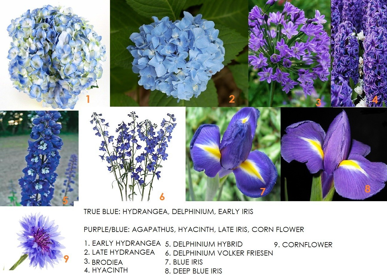 Modern Petals Blog: First in our new series on color - Blue