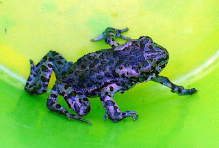 Five-legged frog