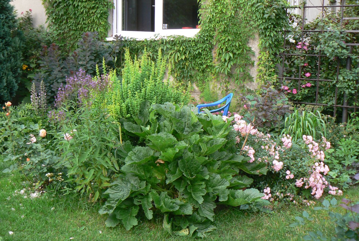 Garden KaRo: Modrak sercolistny