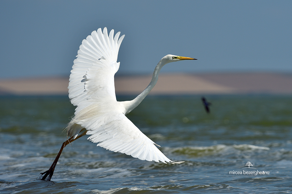 Șarpele, Guvidul și Egreta. Care pe care!