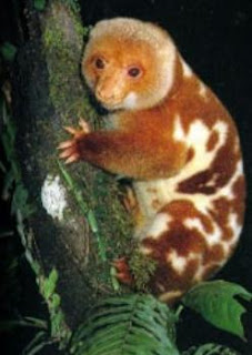 Species Spilocuscus Maculatus | Animals In The World
