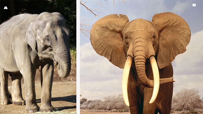 FAQBIO - Apoio ao Estudo de Biologia: Os elefantes