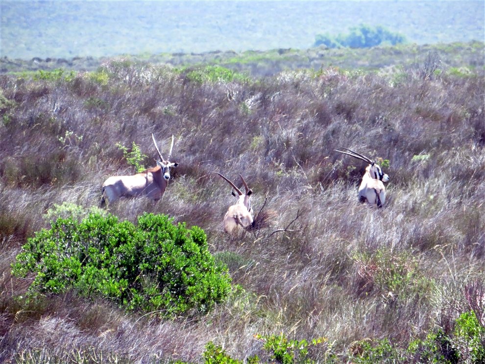 1camera1mom: Buffelsfontein Game Reserve - Part 1