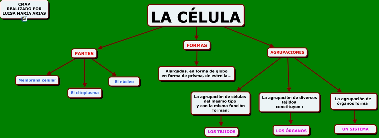 APRENDIENDO EN LA ESCUELA PÚBLICA: La célula. Partes y esquema.