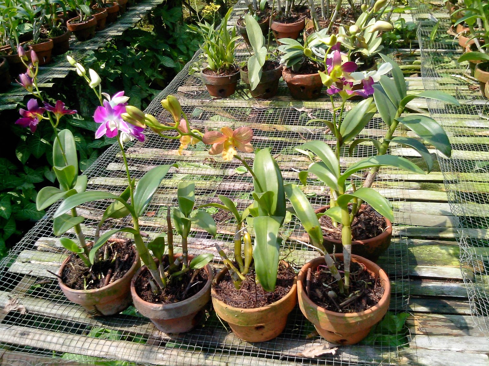 Writing is healing!: Berkunjung ke Parung Farm